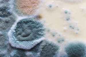 Mold Allergy 101: Symptoms, Triggers, and Treatments