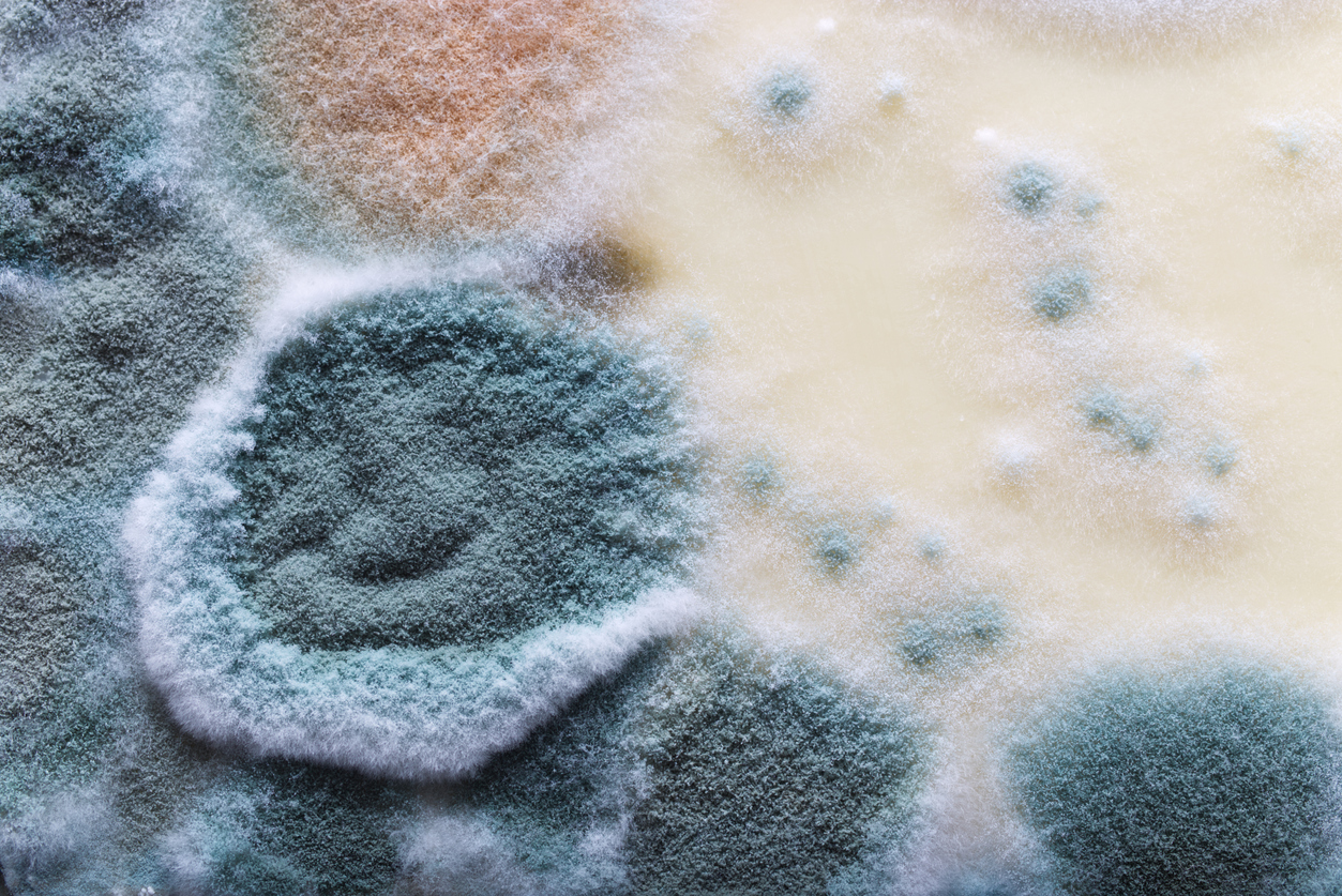 Mold Allergy 101: Symptoms, Triggers, and Treatments